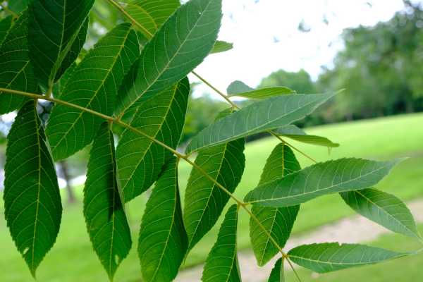 Black Walnut : Arboretum : Raisin Region Conservation Authority
